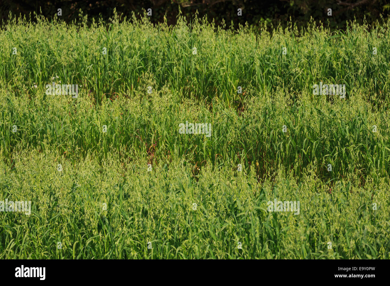 close up nature in many patten style Stock Photo - Alamy