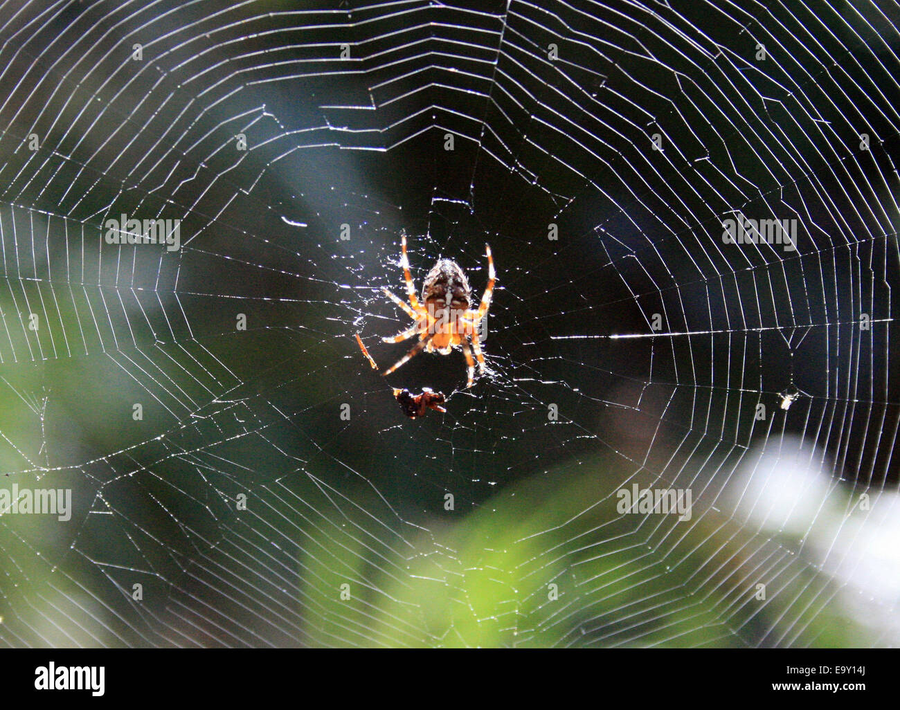 A garden spider sits at the centre of its web 'packaging' its prey in a ...