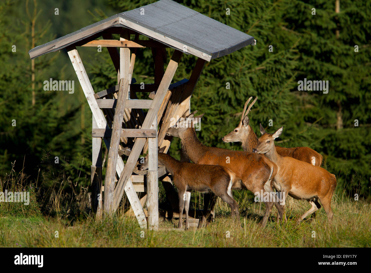 Red Deer (Cervus elaphus), prickets at a feeding rack for wildlife ...