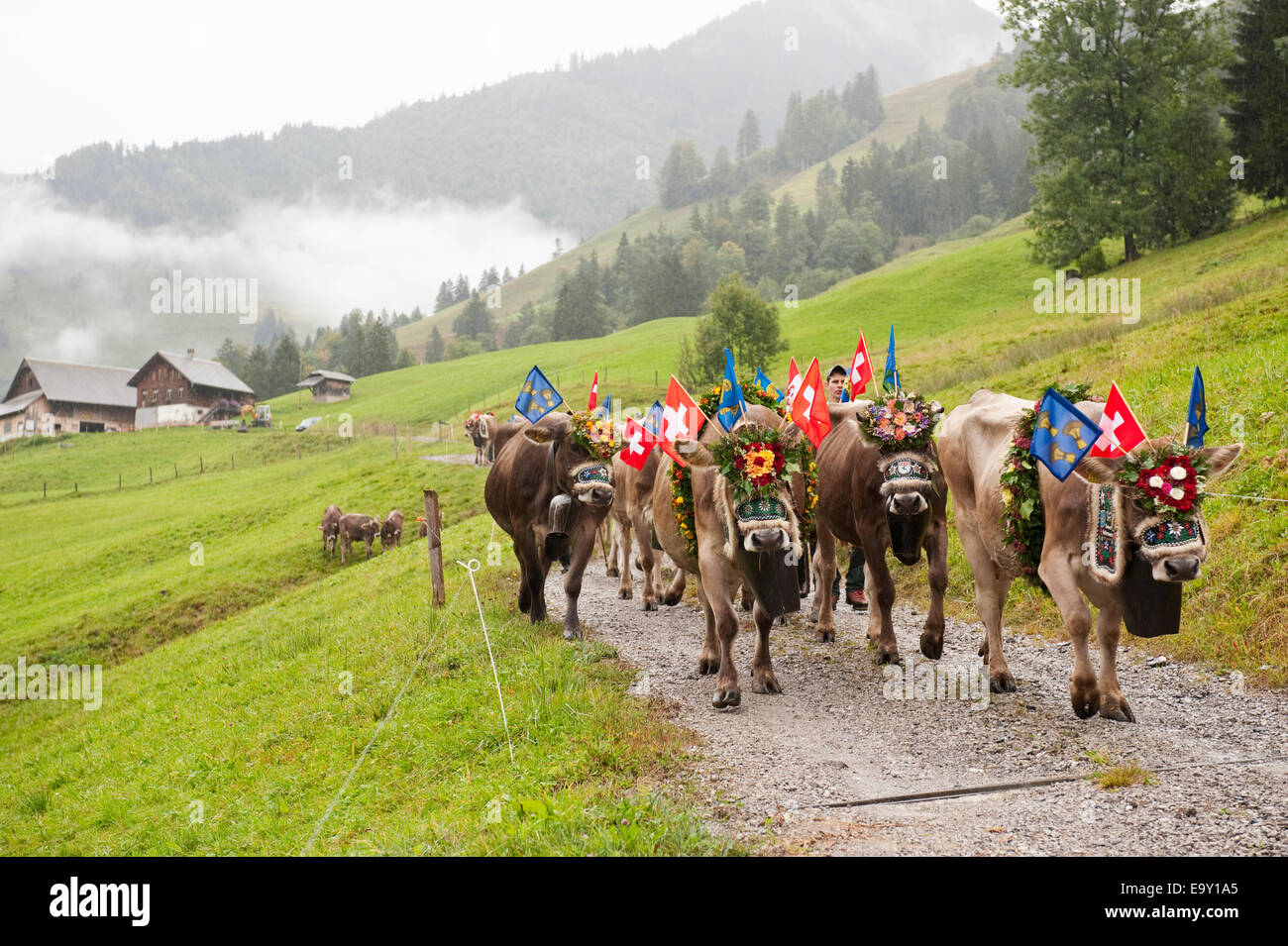 Cows decorated with large bells, flowers and flags, Almabtrieb cattle ...