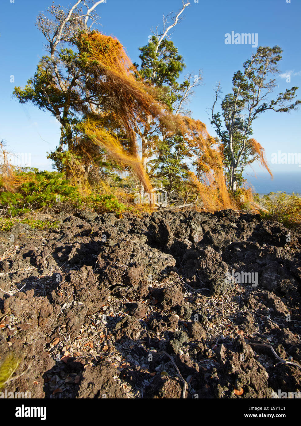 Trees and frozen lava in the Hawaiʻi Volcanoes National Park, Big ...
