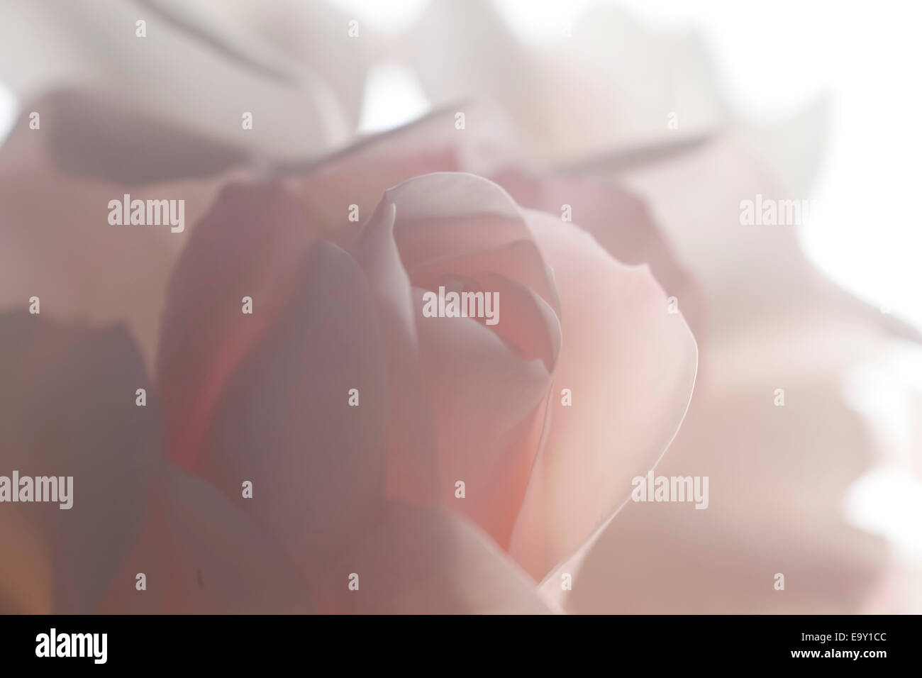 Rose flower, high key Stock Photo - Alamy