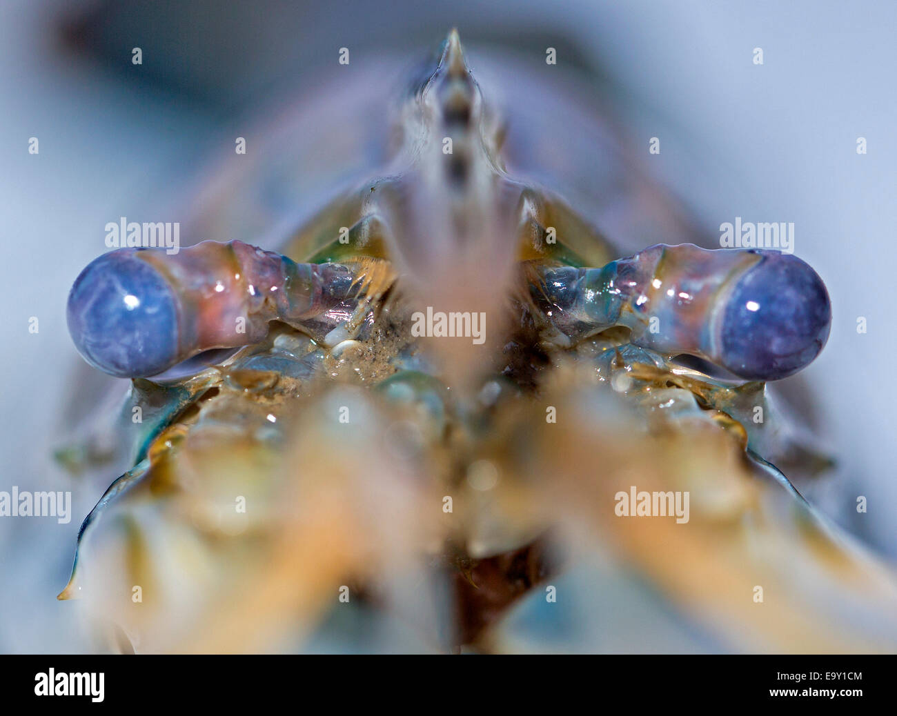 Eyes freshwater hi-res stock photography and images - Alamy