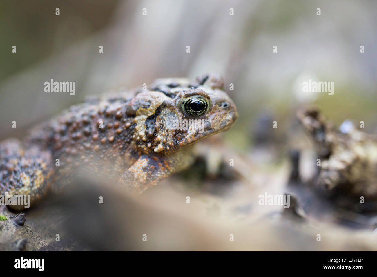 The American toad (Bufo americanus Stock Photo - Alamy