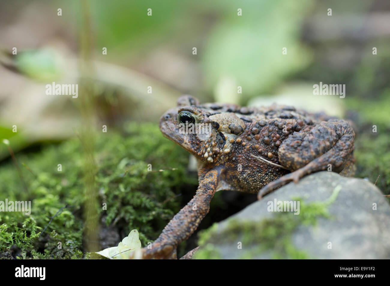 The American toad (Bufo americanus Stock Photo - Alamy