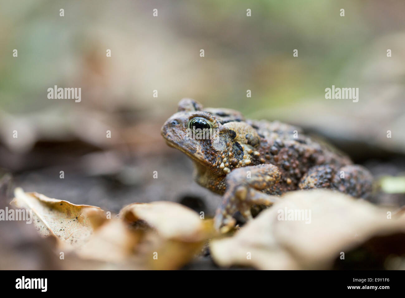 The American toad (Bufo americanus Stock Photo - Alamy