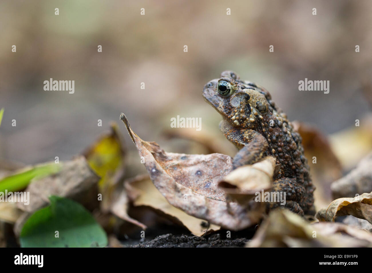 American bull frogs hi-res stock photography and images - Alamy