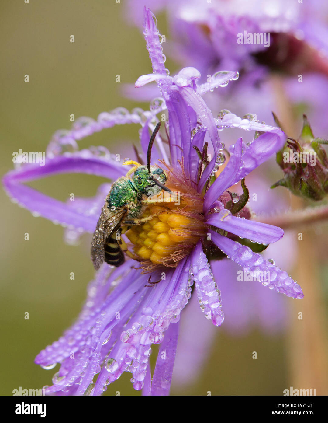 Virescent Green Metallic Bee (Agapostemon virescents) on flower full pf ...
