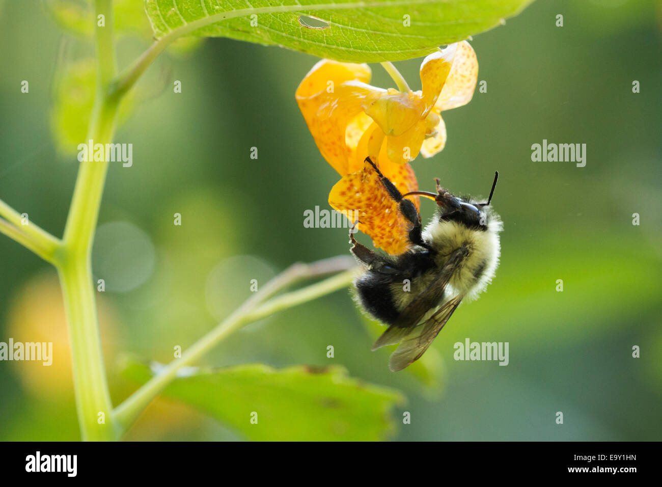 Bumblebee drinking dew in the morning light Stock Photo - Alamy