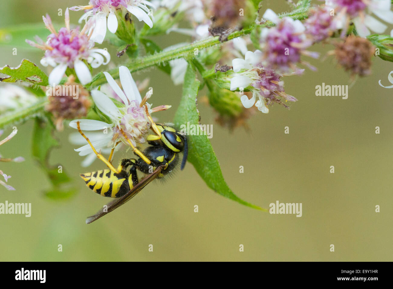Summer wasp hi-res stock photography and images - Alamy