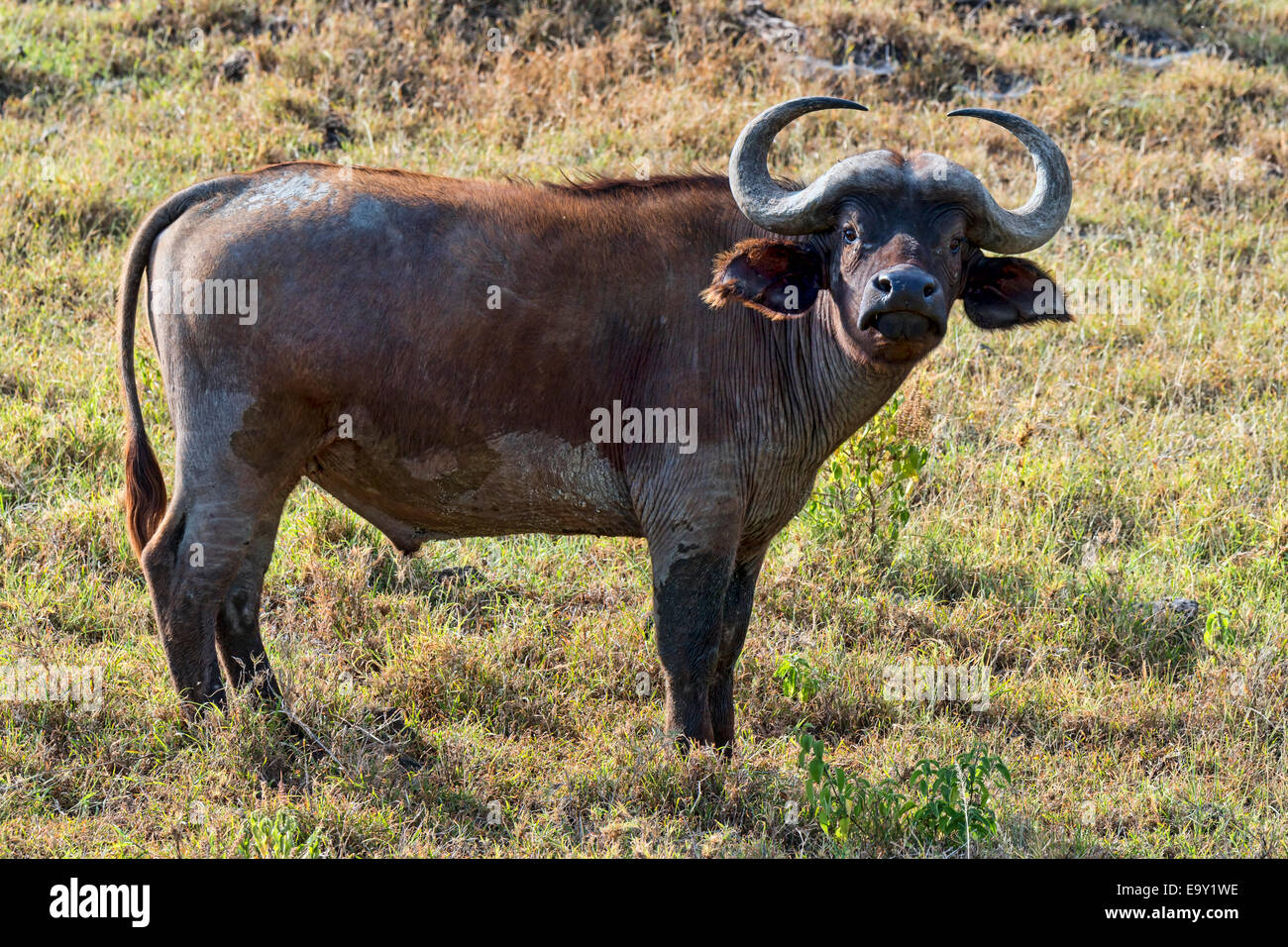 Buffalo nature kenya hi-res stock photography and images - Alamy