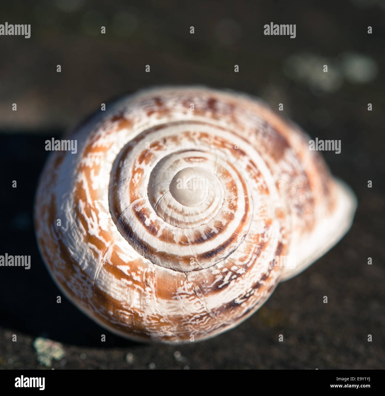 Snail shape hi-res stock photography and images - Alamy