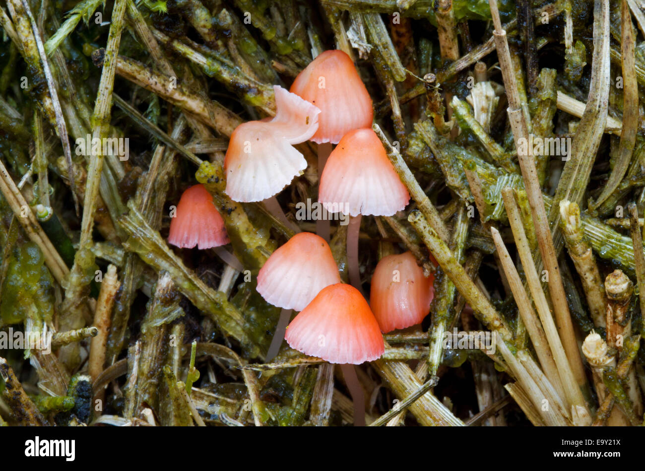 Atheniella, a tiny pink-red mushroom, growing on debris of Purple moor ...