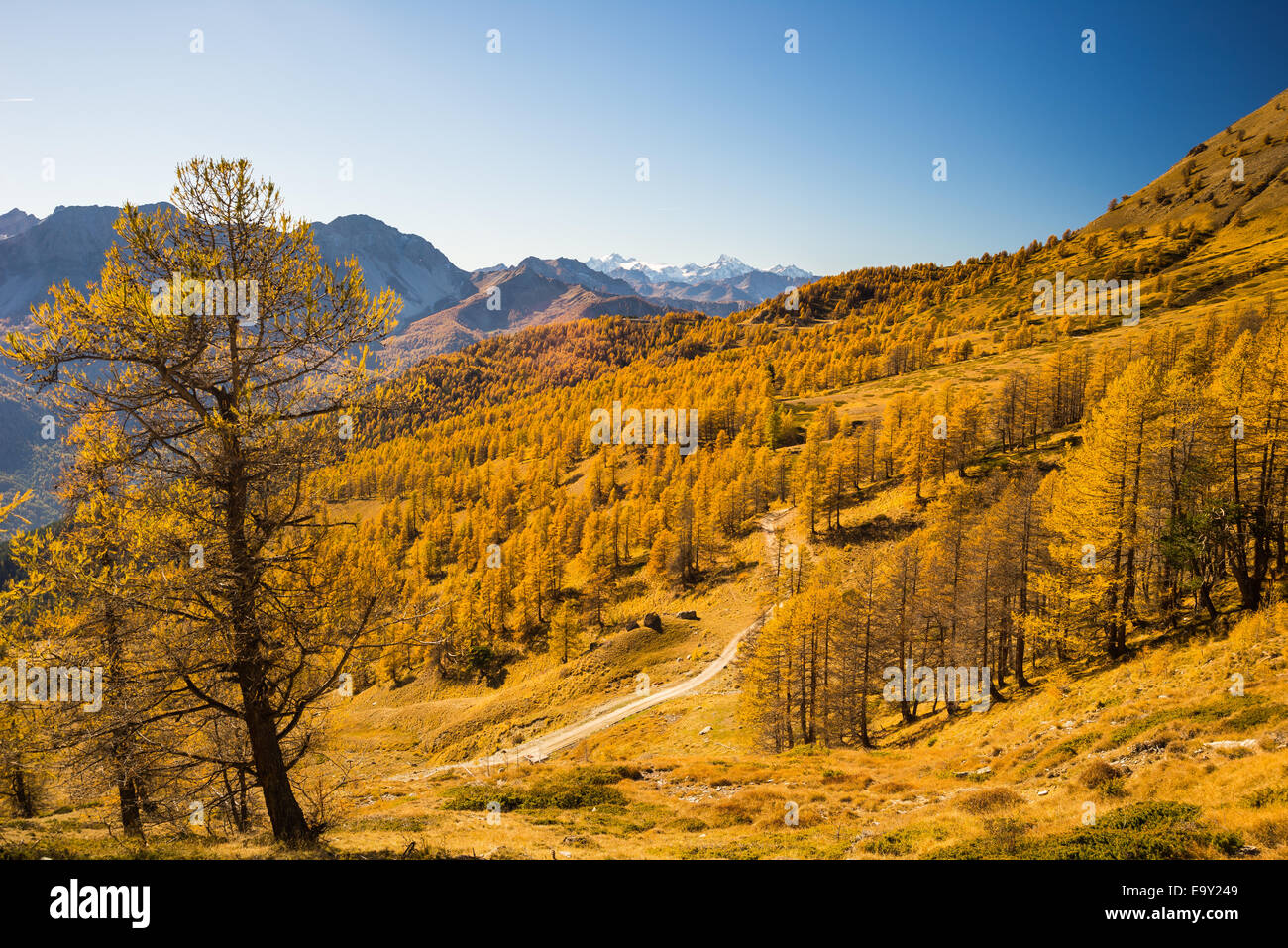 Top view european larch tree hi-res stock photography and images - Alamy