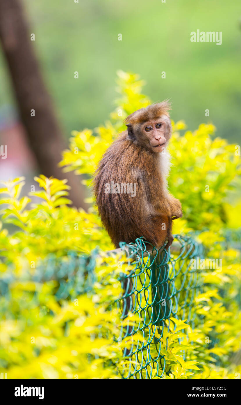 Toque Monkey or Toque Macaque (Macaca sinica) perched on a fence, Sri ...