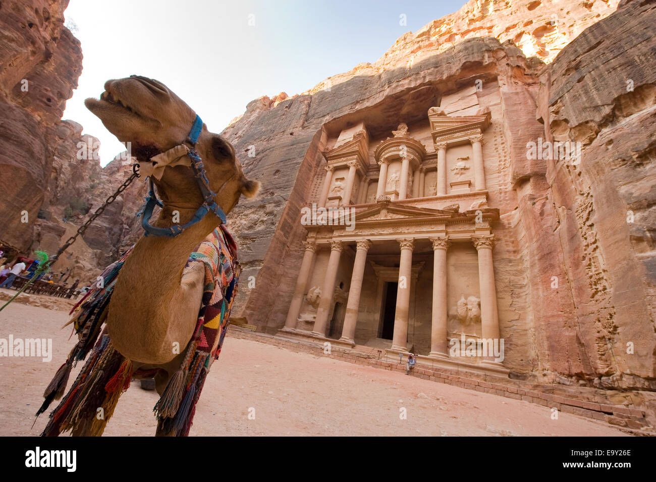 Camel in front of the treasury or Al Khazna, it is the most magnificant ...