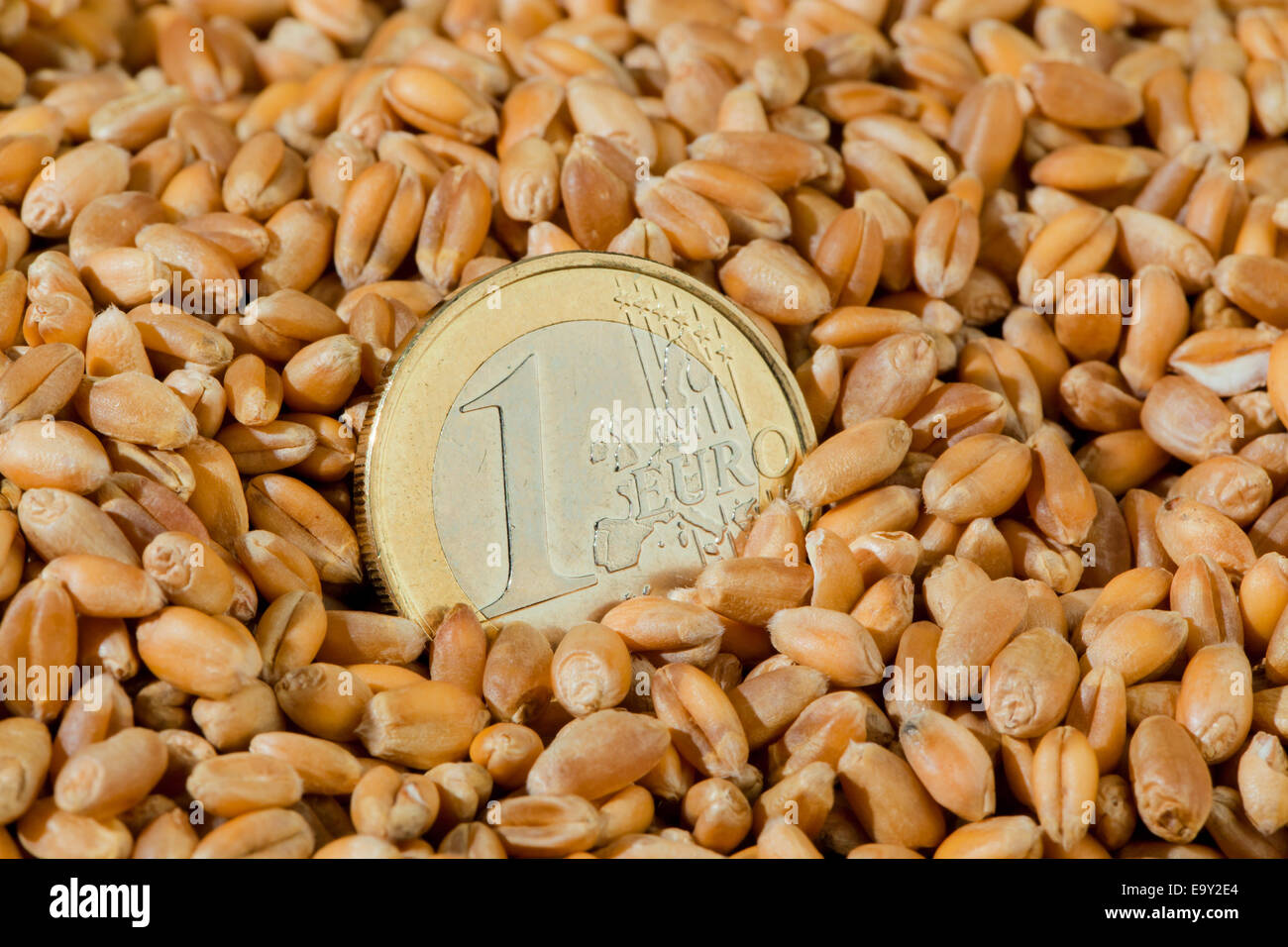 Grains of wheat. Yields for crops in agriculture Stock Photo - Alamy