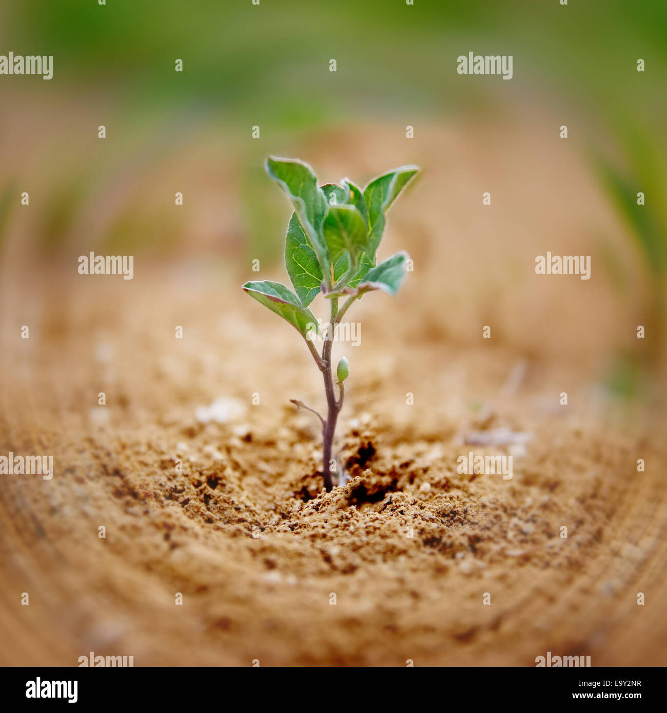 Little green plant growing in the desert. Environmental concept Stock ...