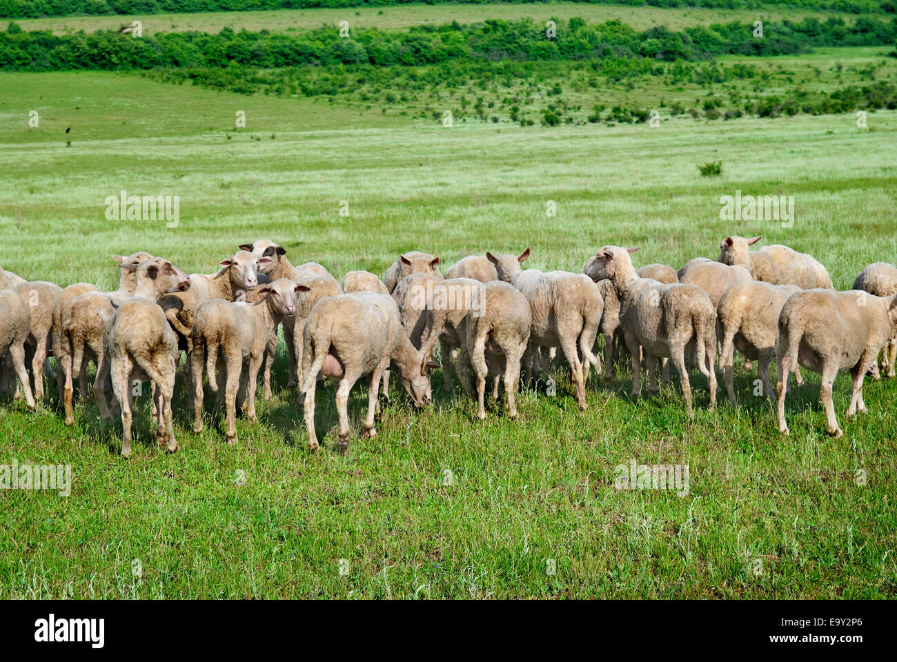 Herd of sheep on the green field Stock Photo - Alamy