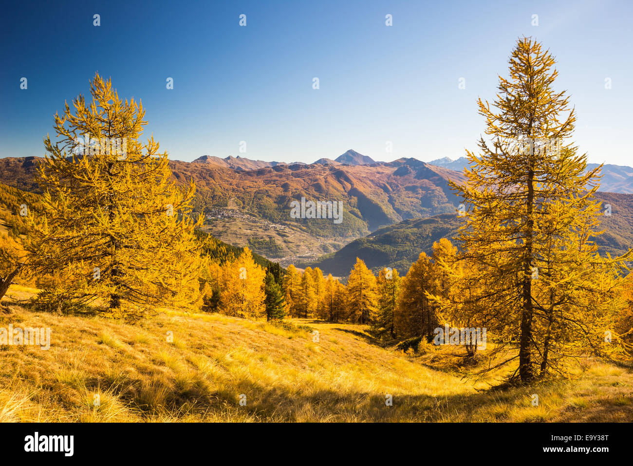Alpine valley view in a colorful autumn with yellow larch trees, high ...