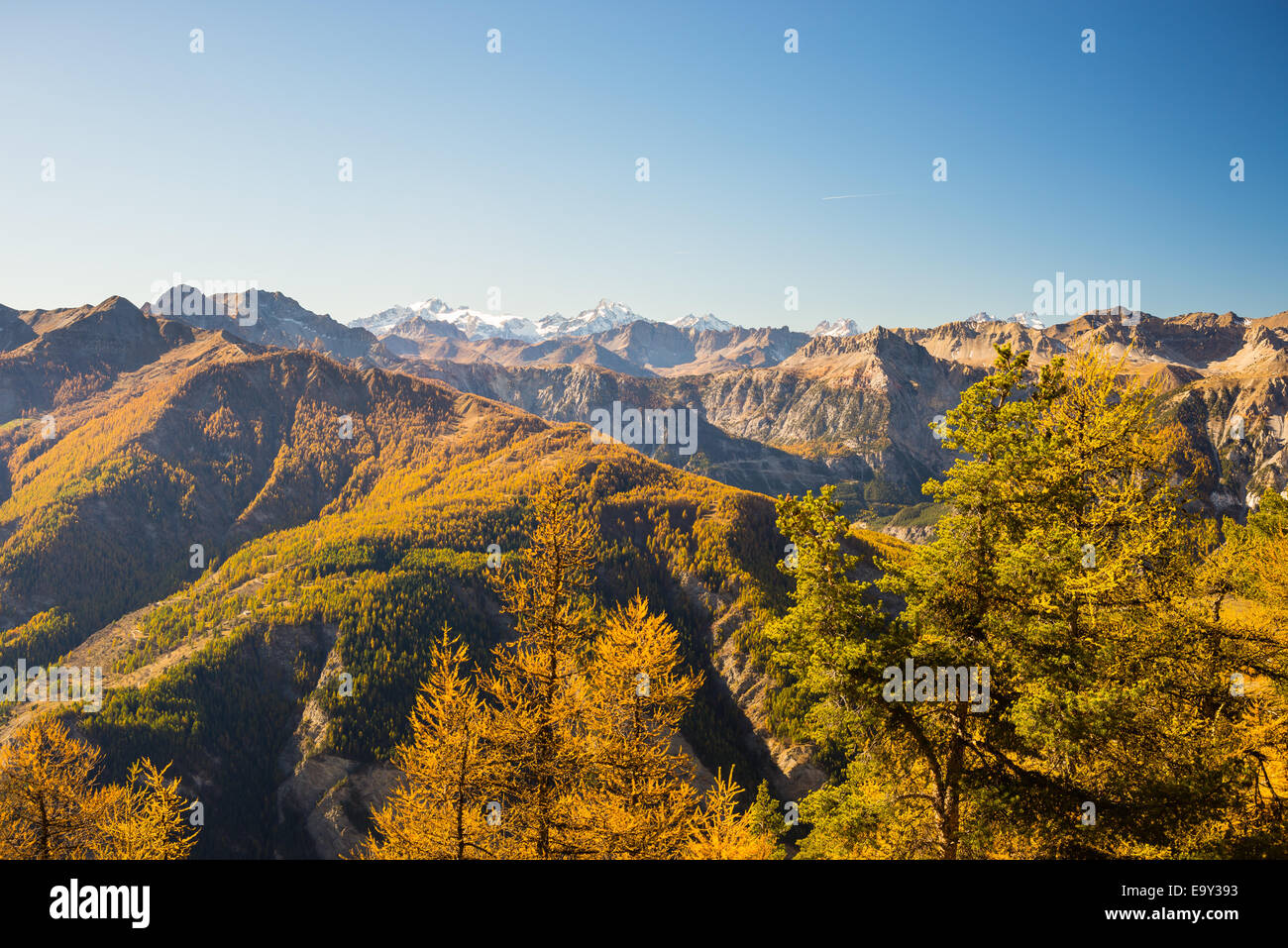 Larch mountain woods hi-res stock photography and images - Alamy