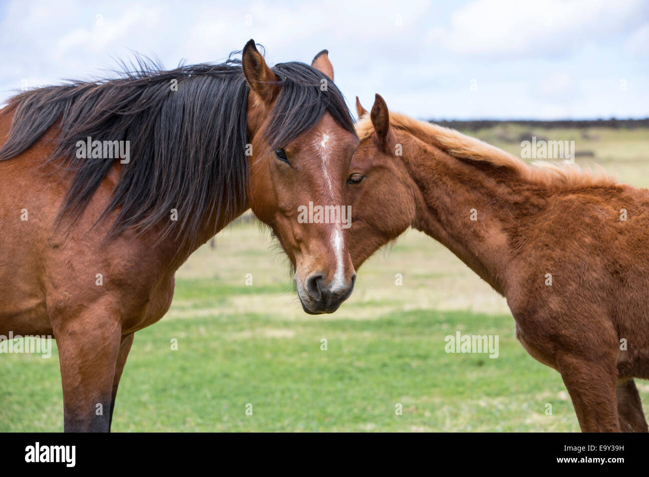 Foal brown head hi-res stock photography and images - Alamy