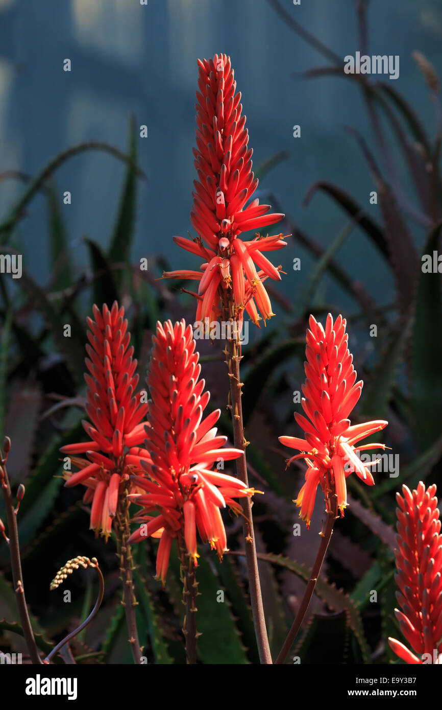 Leaf and flower patten hi-res stock photography and images - Alamy