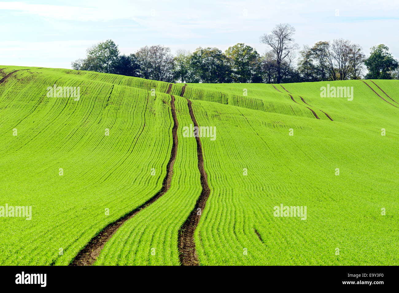 Field of green grass and trees Stock Photo - Alamy