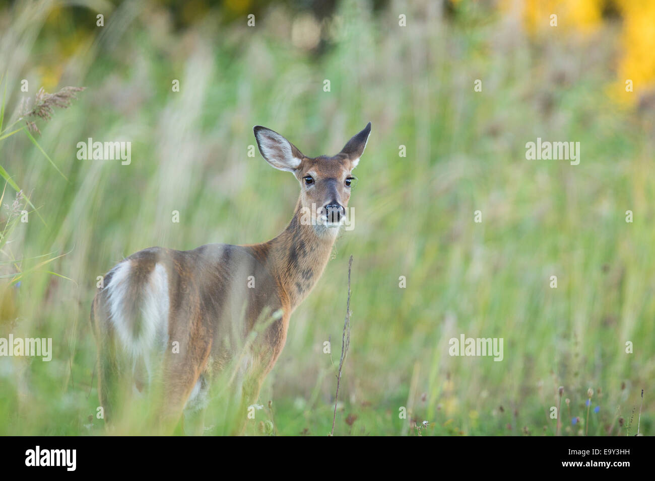 An early morning Whitetail deer female (Odocoileus virginianus Stock ...