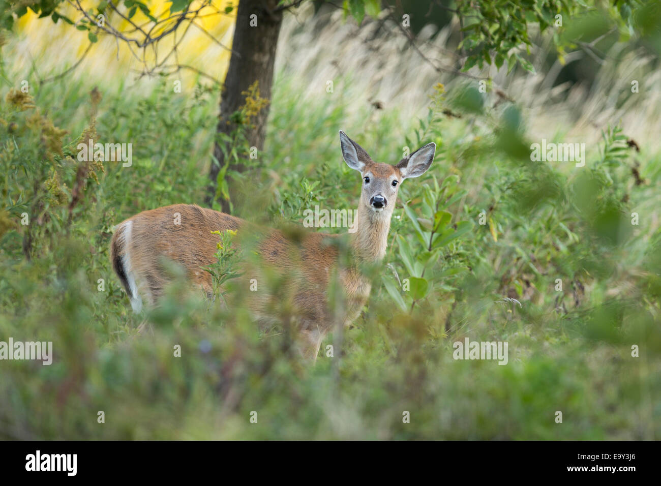 Female whitetail deer hi-res stock photography and images - Alamy