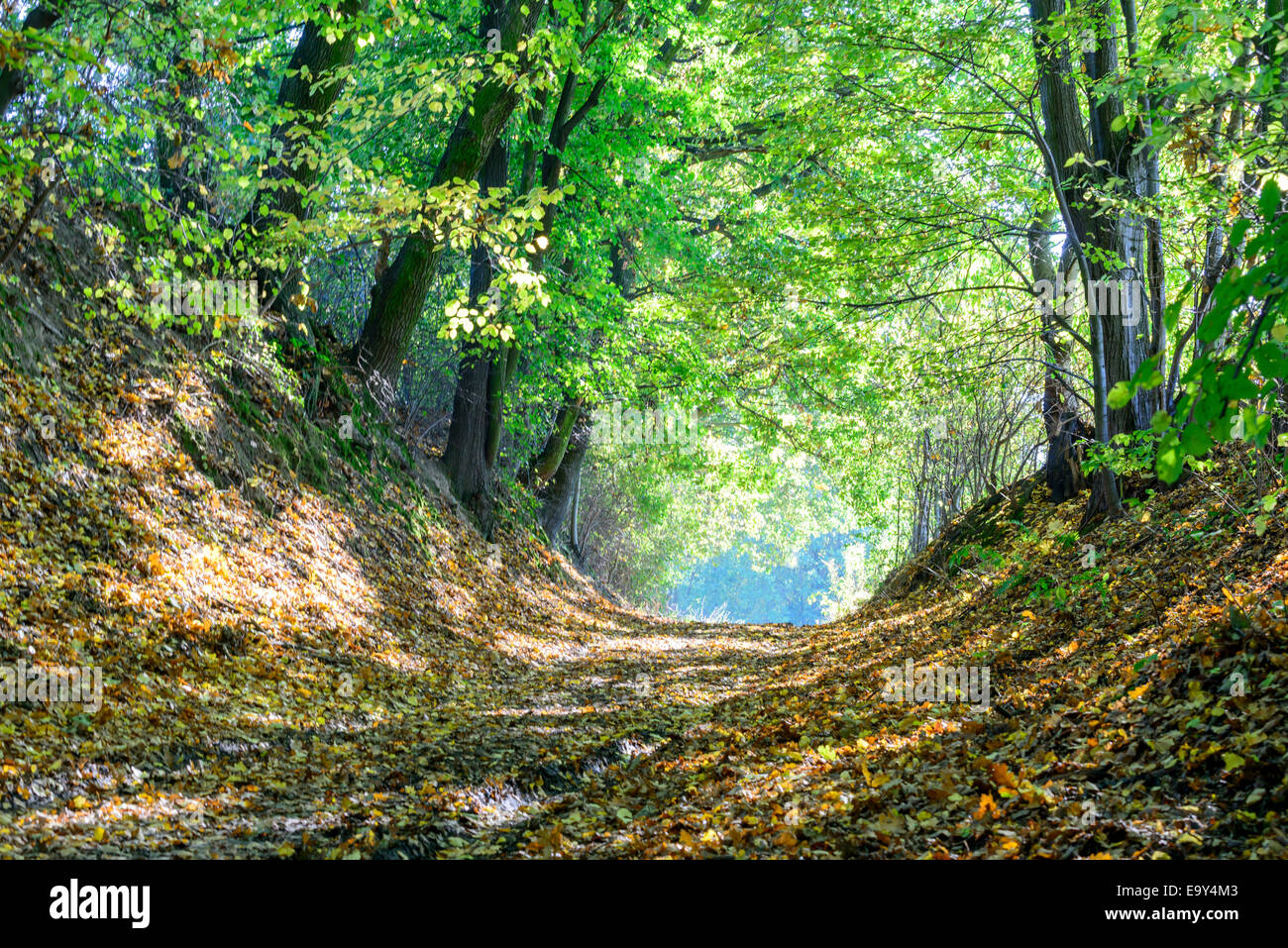 Forest path in early autumn Stock Photo - Alamy