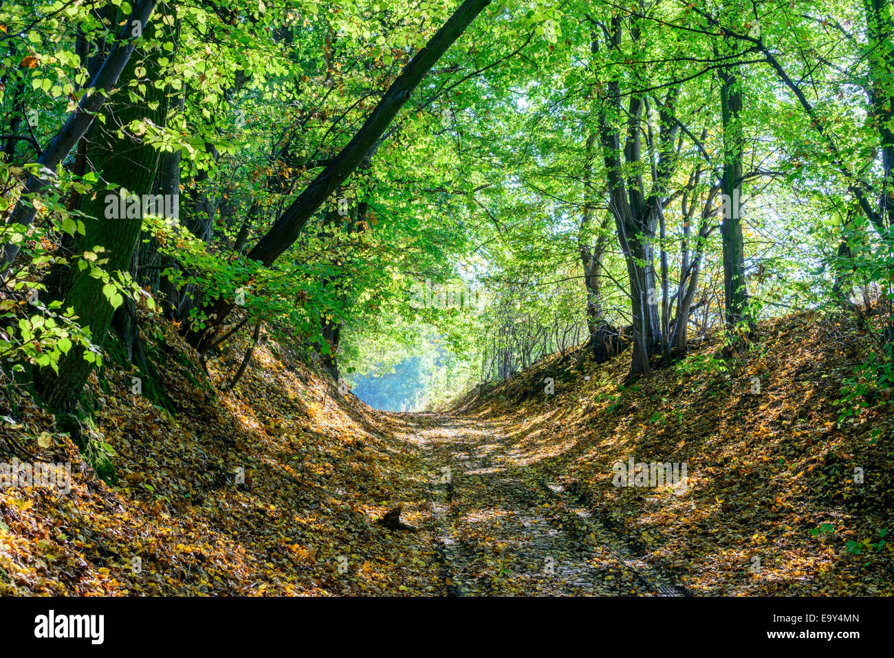 Forest path in early autumn Stock Photo - Alamy