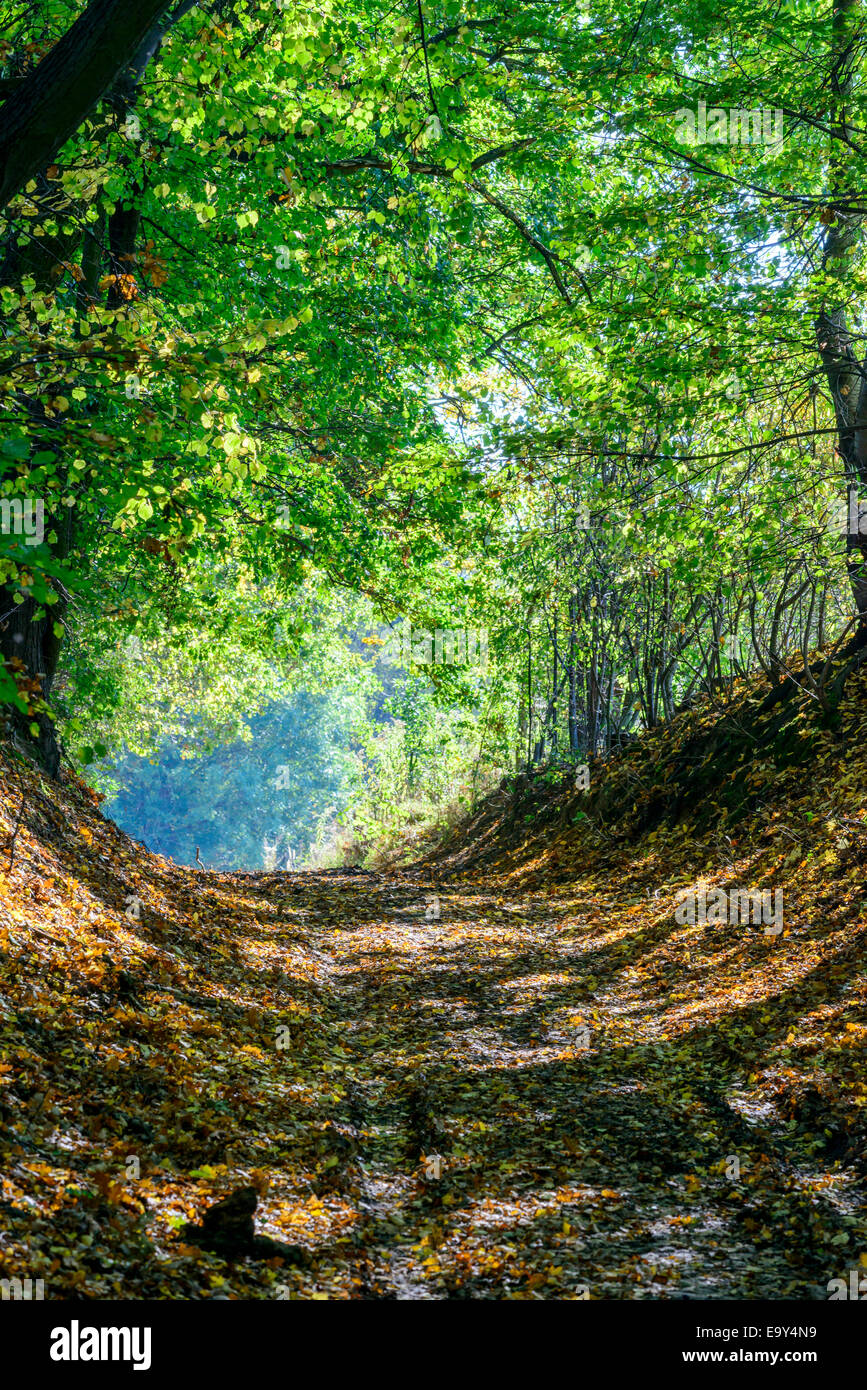 Forest path in early autumn Stock Photo - Alamy