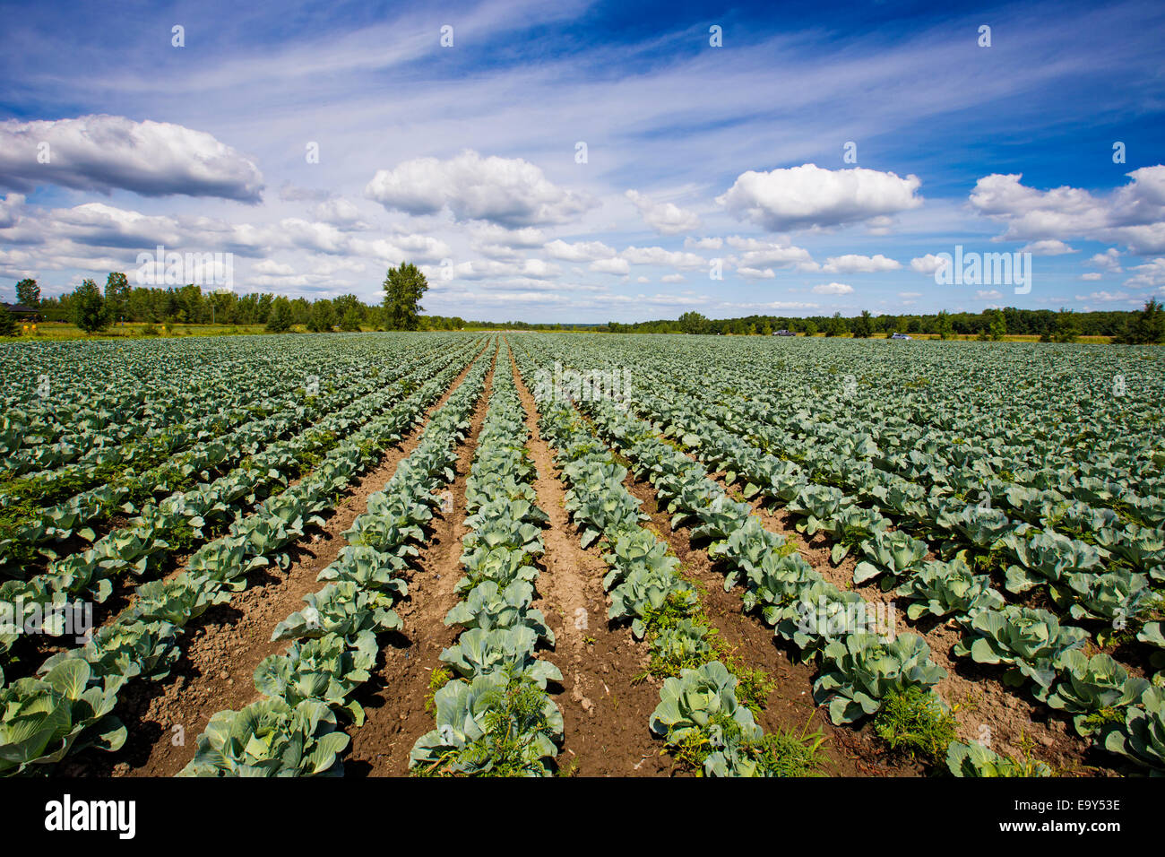 Green cabbage field in autumn Stock Photo - Alamy