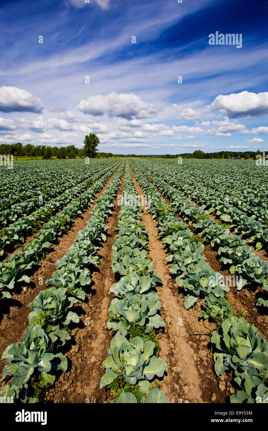 Green cabbage field hi-res stock photography and images - Alamy