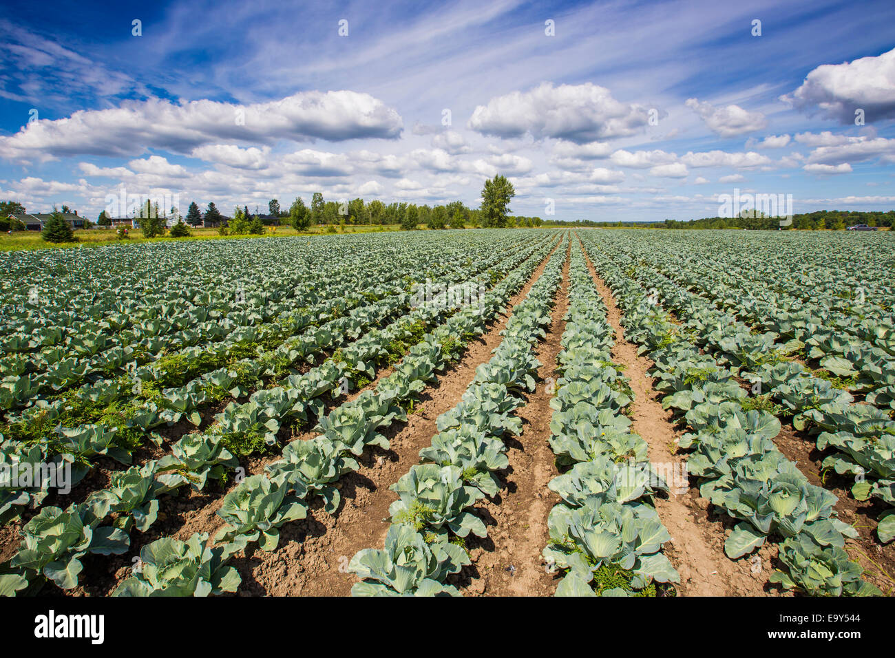 Cabbage rows in farm field hi-res stock photography and images - Alamy