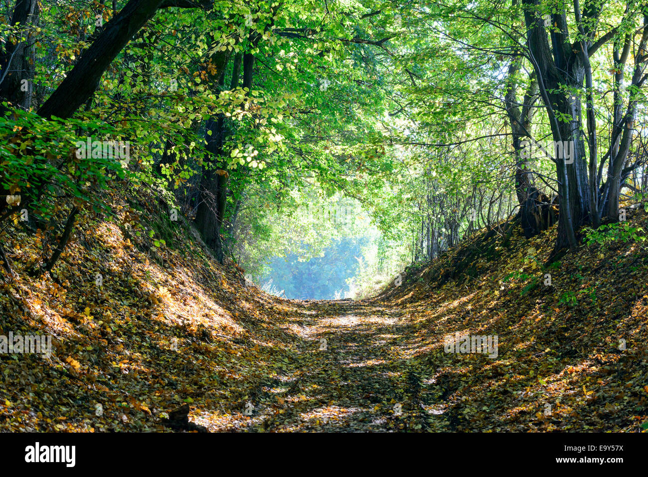 Forest path in early autumn Stock Photo - Alamy