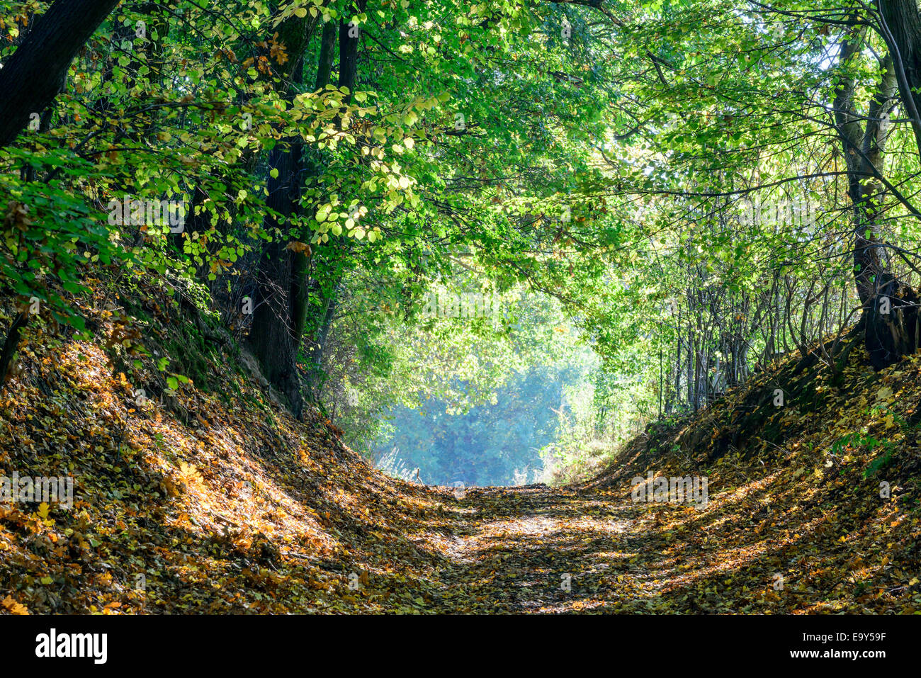 Artistic walk through forest hi-res stock photography and images - Alamy