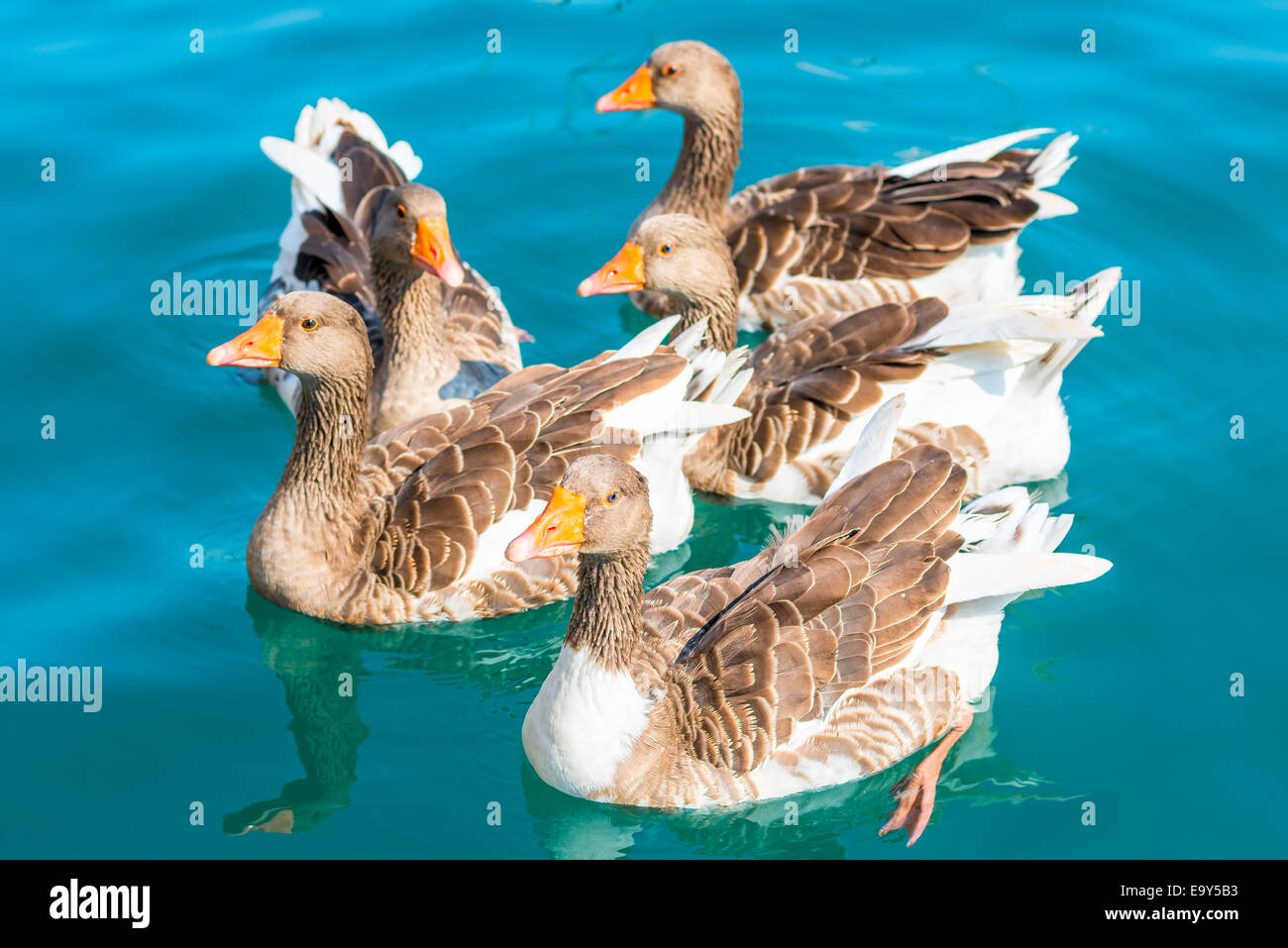a flock of geese close up. Geese swim in clean sea water Stock Photo ...