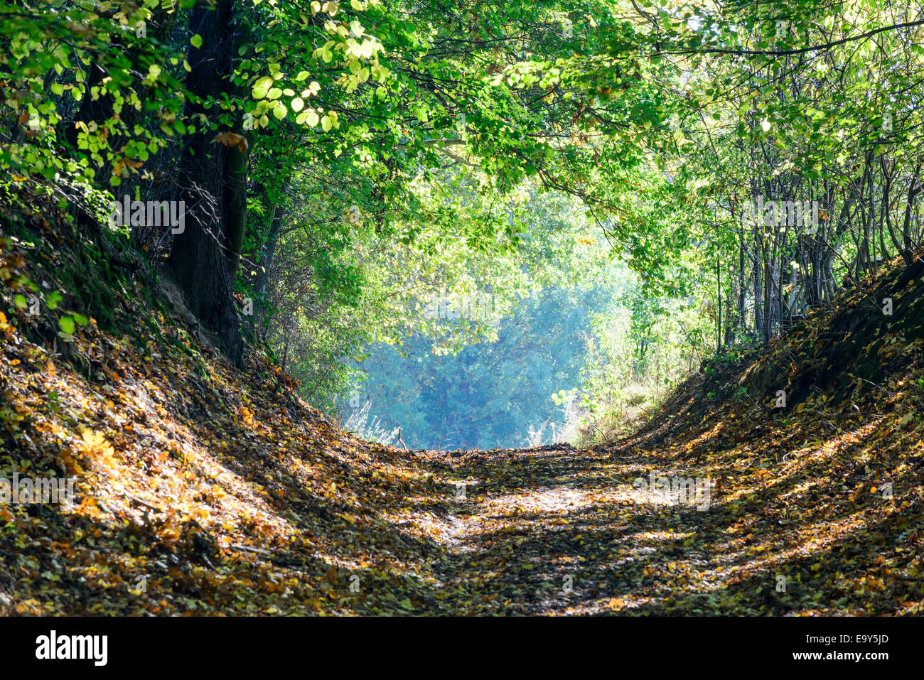 Forest path in early autumn Stock Photo - Alamy