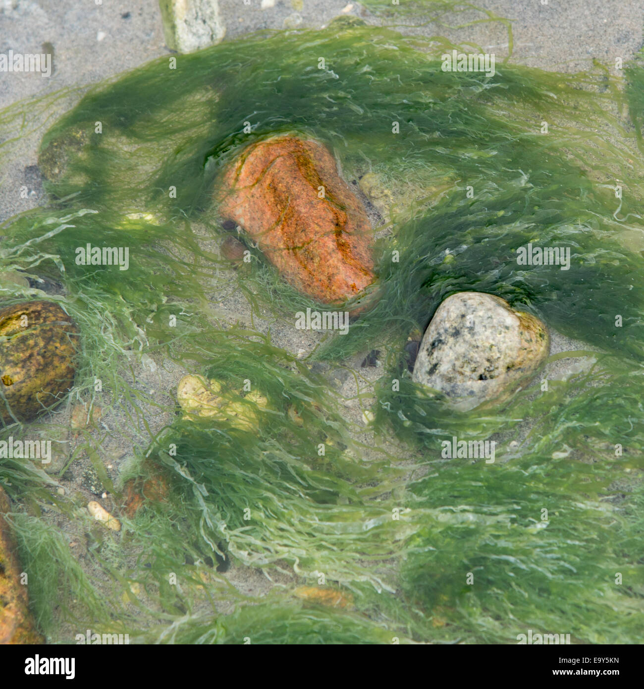 Moss on rocks along beach, Shallow Bay, Cow Head, Gros Morne National ...