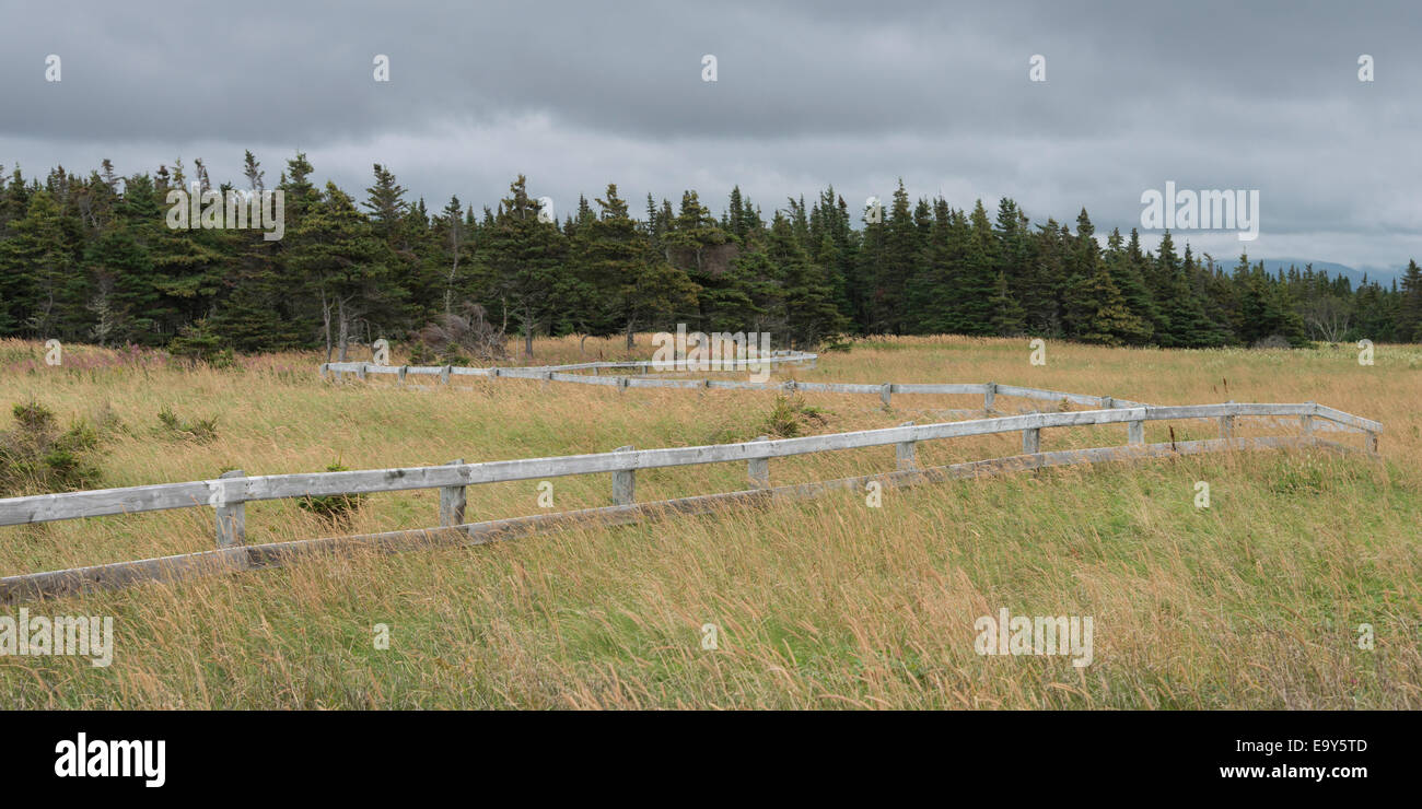 Cow head newfoundland hi-res stock photography and images - Alamy