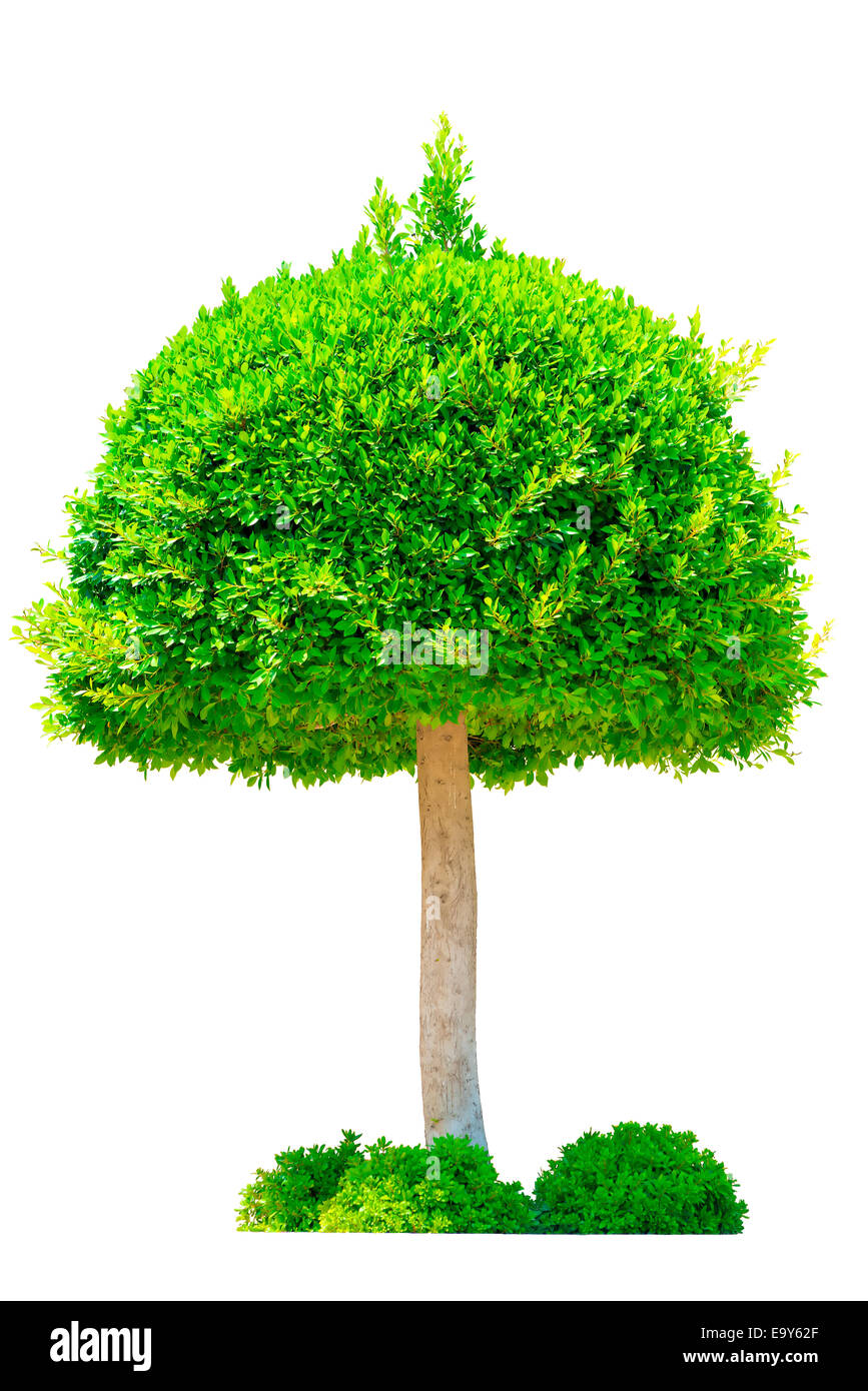 Picture of green tree on a white background Stock Photo - Alamy