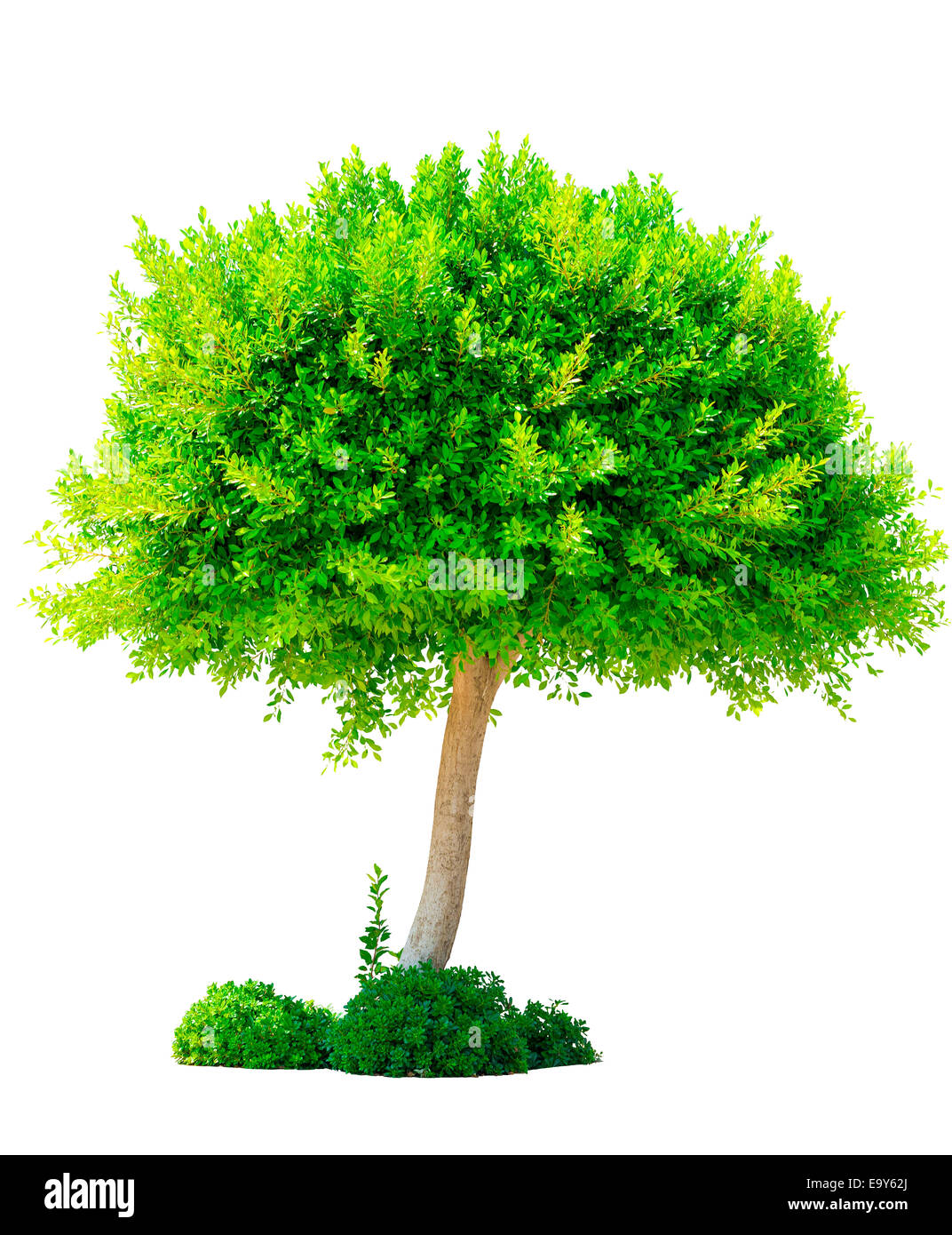 lush deciduous tree isolated on white Stock Photo - Alamy