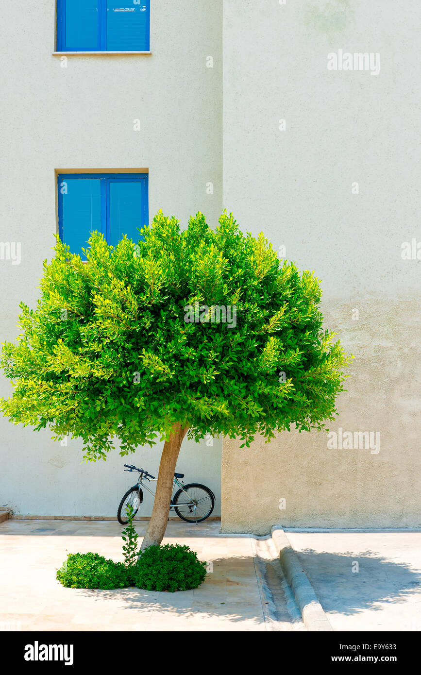 lone tree in the background on the wall Stock Photo - Alamy