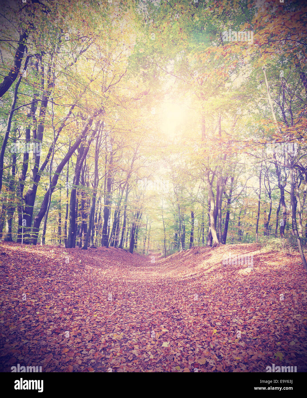 Retro filtered picture of a an autumnal forest Stock Photo - Alamy