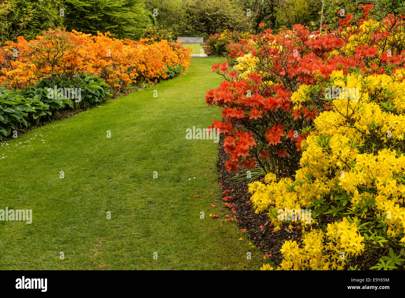 Azalea bushes, path hi-res stock photography and images - Alamy