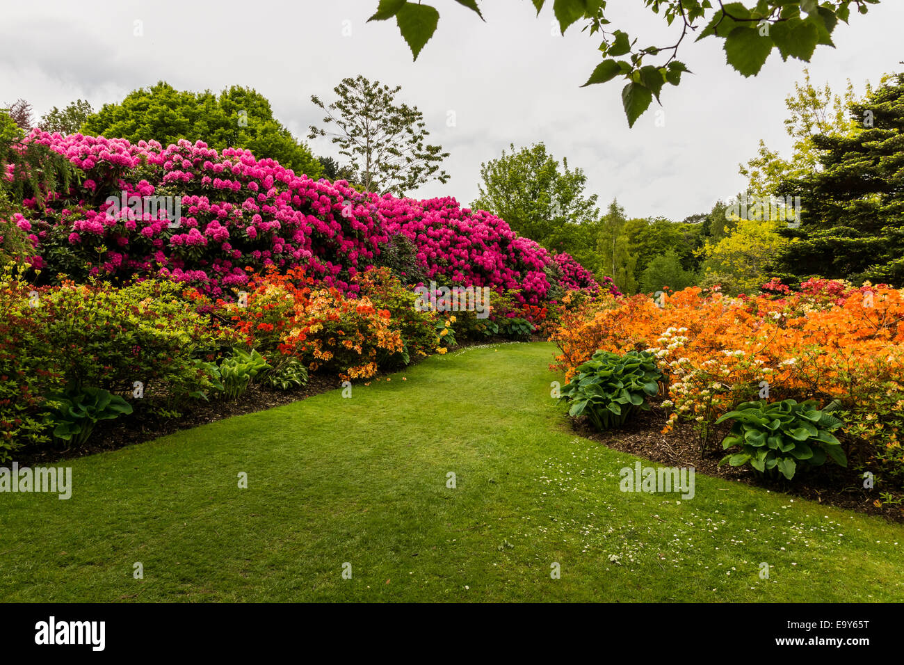 Azalea and rhododendron borders Stock Photo - Alamy