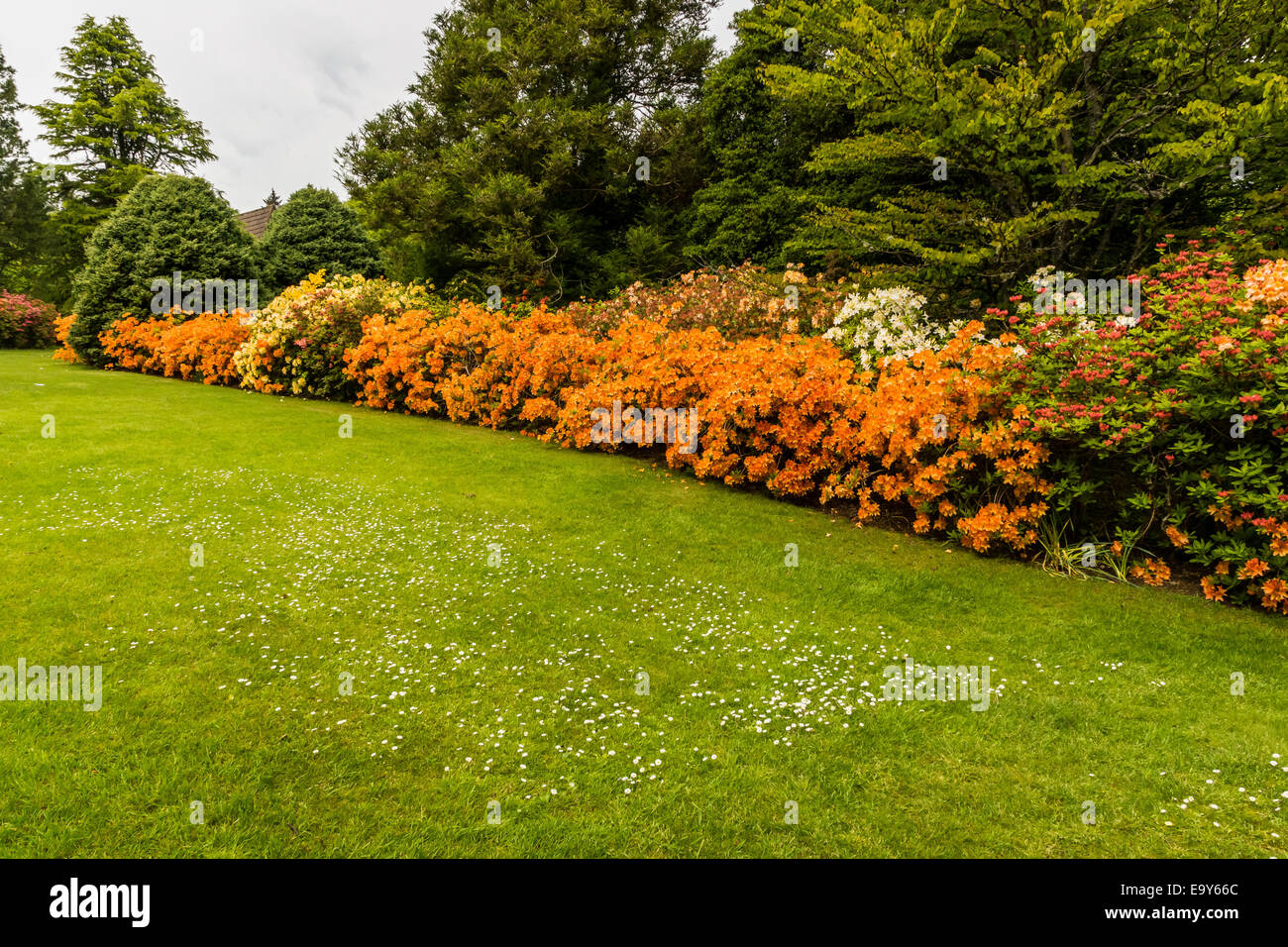 Orange azalea border and daisies Stock Photo - Alamy