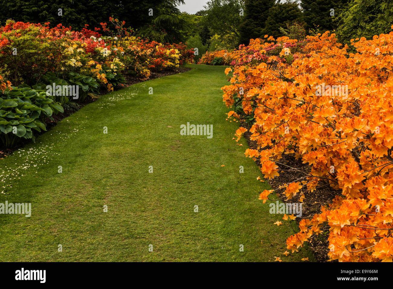 Azalea border hi-res stock photography and images - Alamy